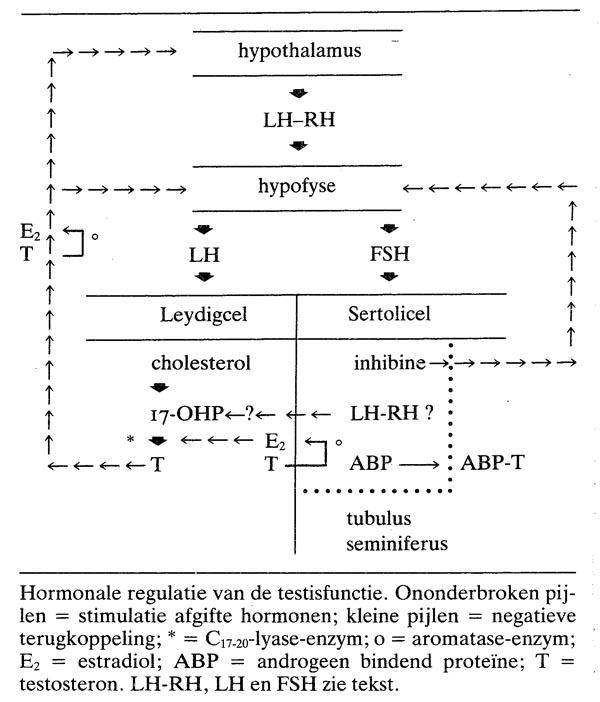 Hormonale aspecten van normale en gestoorde spermatogenese | Nederlands ...