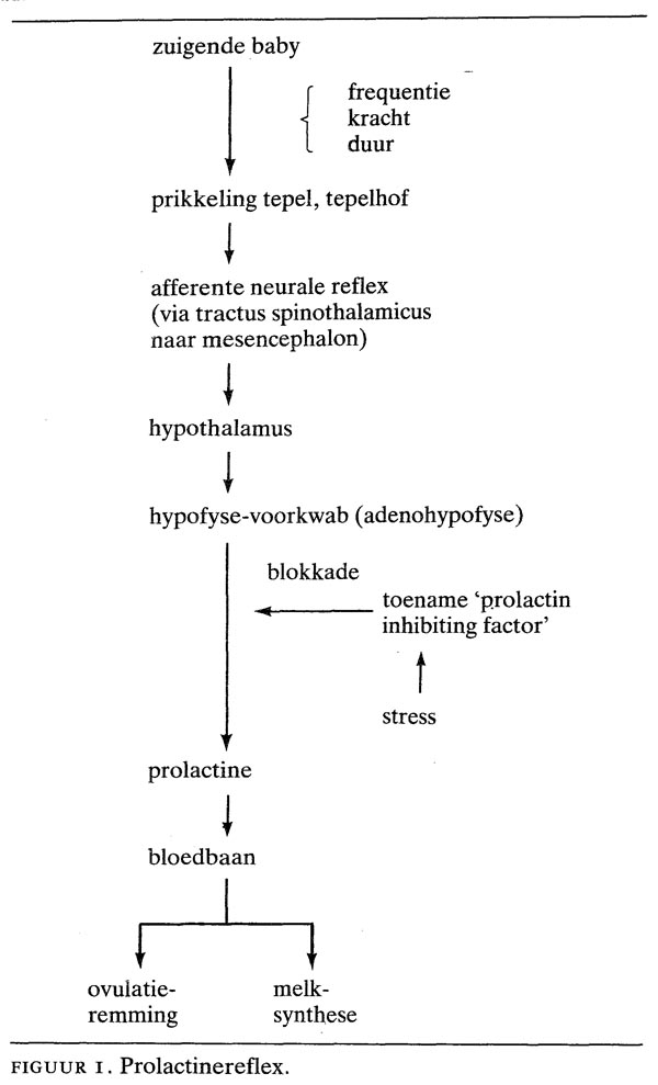 Bevordering van de lactatie met behulp van farmaca | Nederlands ...