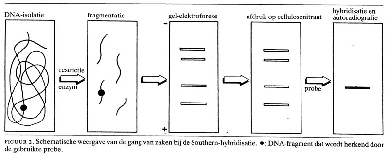 Methoden van de moleculaire genetica | Nederlands Tijdschrift voor ...