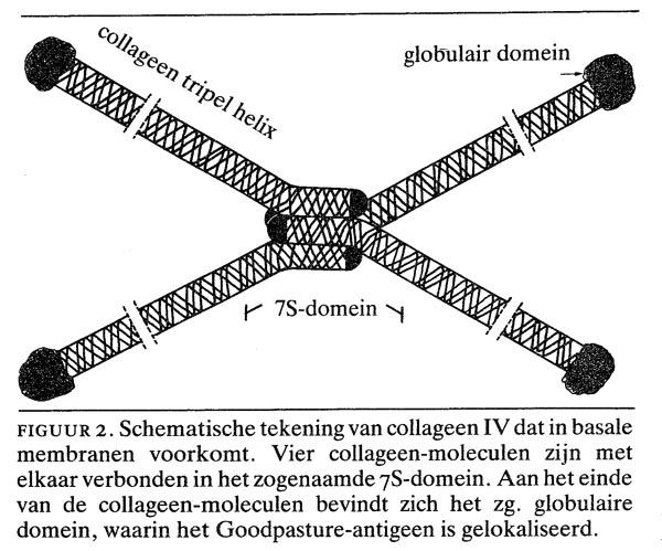 Het syndroom van Alport | NTvG