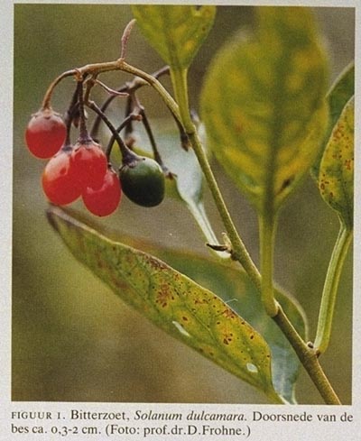 Ingestie van giftige bessen in Nederland | NTVG
