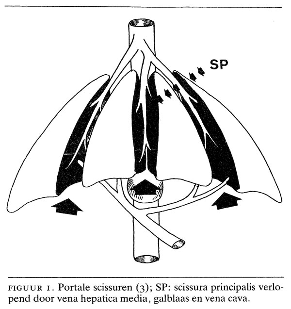 De functionele anatomie van de lever volgens Couinaud: praktische ...