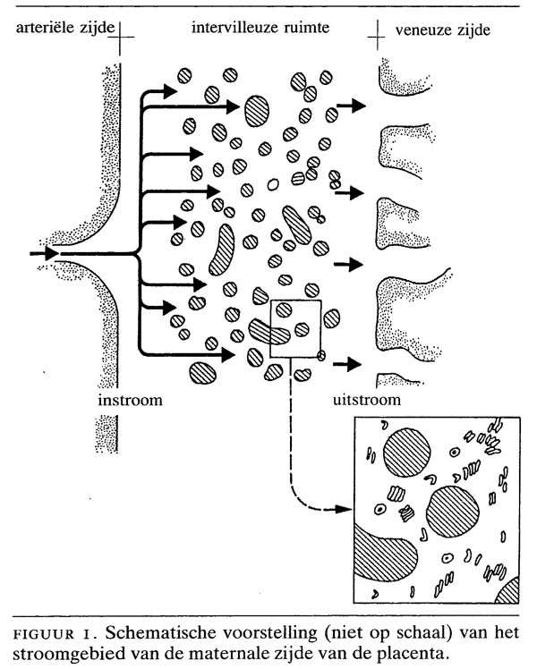 De viscositeit van bloed bij zwangerschapscomplicaties | NTvG