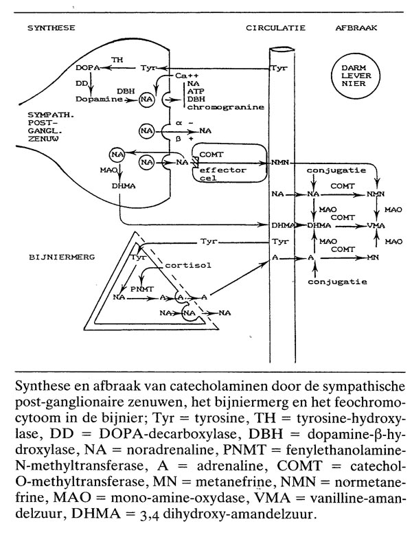 Het feochromocytoom; huidige opvattingen over diagnostiek en therapie ...