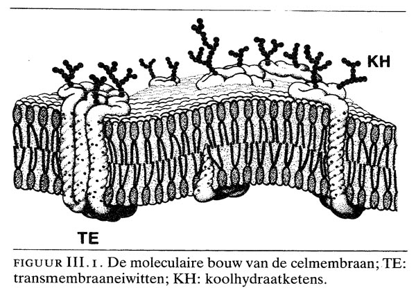 Tekening Van Kernmembraan Celmembraan Wikipedia
