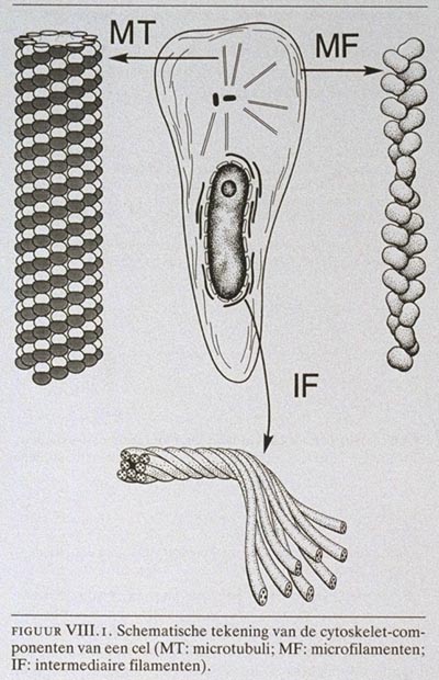 Celbiologie in medisch perspectief. VIII. Het cytoskelet, celbeweging ...