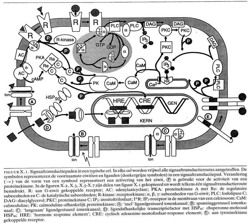 Celbiologie in medisch perspectief. X. Signaaltransductie | Nederlands ...