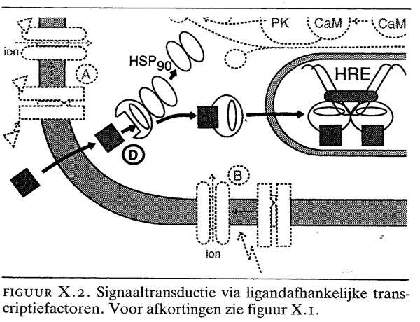 Celbiologie in medisch perspectief. X. Signaaltransductie | NTvG