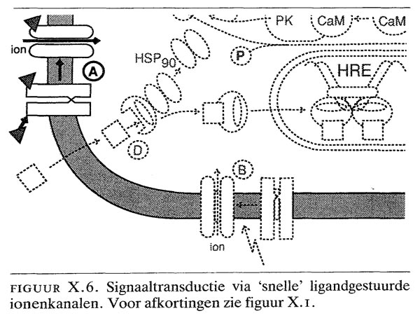 Celbiologie in medisch perspectief. X. Signaaltransductie | Nederlands ...