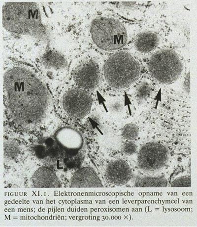 Celbiologie in medisch perspectief. XI. Het peroxisoom: ontmaskering ...