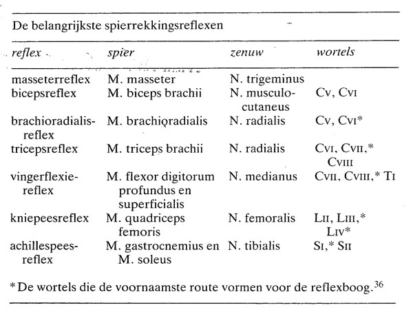 Het onderzoek van de spierrekkingsreflexen | Nederlands Tijdschrift ...