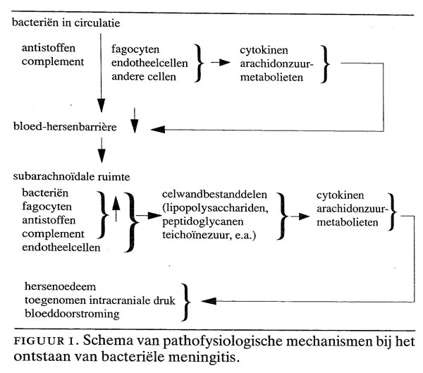 Bacteriële Cel Endotoxinen
