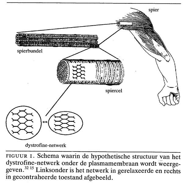 Toepassing van gecombineerde DNA- en dystrofine-eiwitanalyse in de ...