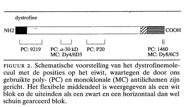 Toepassing van gecombineerde DNA- en dystrofine-eiwitanalyse in de ...