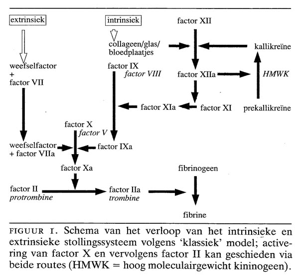 Nieuwe inzichten en hypothesen ten aanzien van de bloedstolling in vivo ...