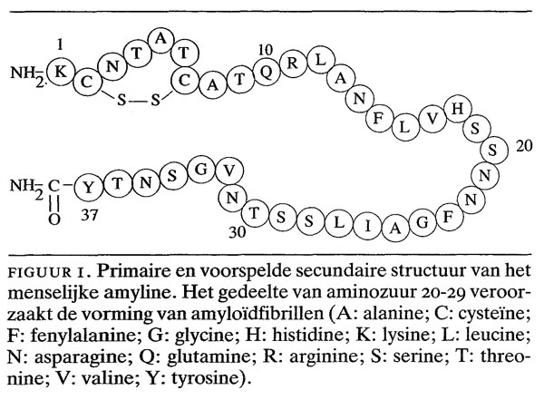 'Islet amyloidpolypeptide' of 'amyline'; doorbraak in de diagnostiek en ...