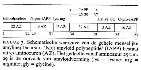 'Islet amyloidpolypeptide' of 'amyline'; doorbraak in de diagnostiek en ...