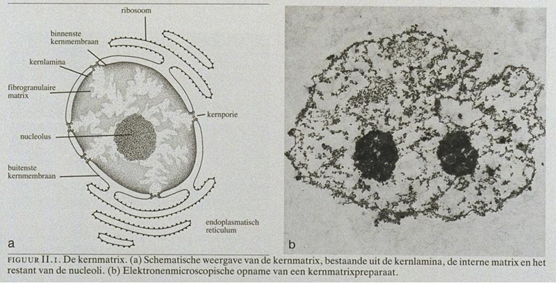 Cel en ziekte. II. De celkern in de pathologie | Nederlands Tijdschrift ...