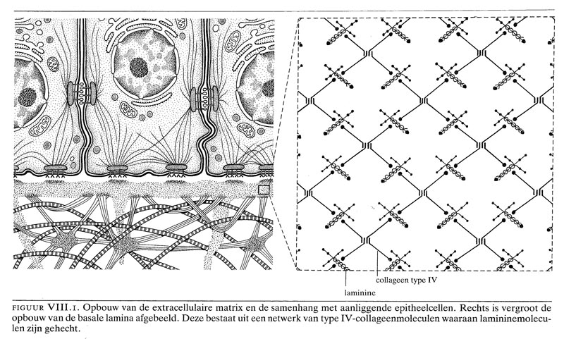 Cel en ziekte. VIII. Pathologie van de extracellulaire matrix | NTVG