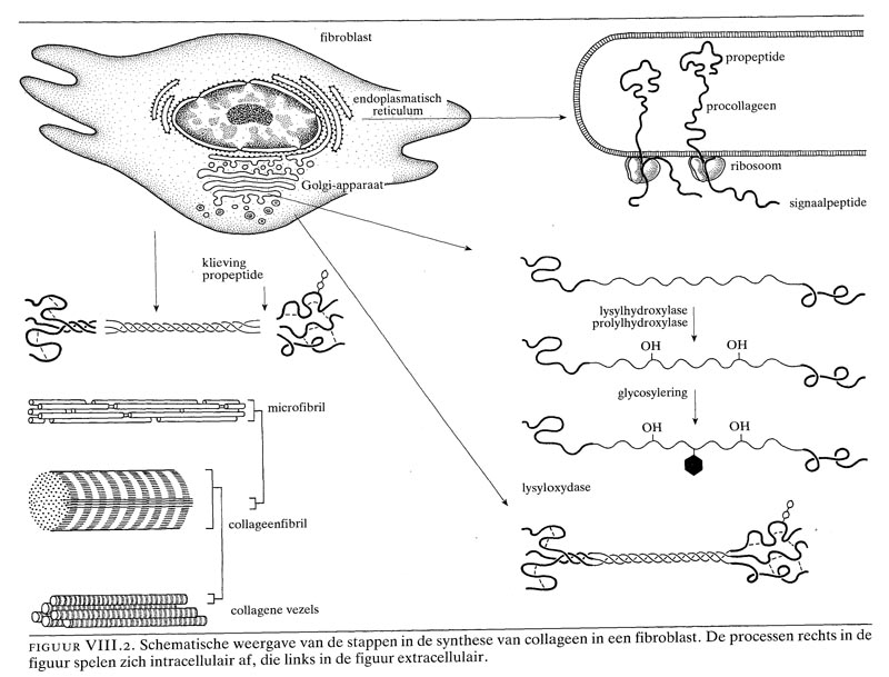 Cel en ziekte. VIII. Pathologie van de extracellulaire matrix | NTVG