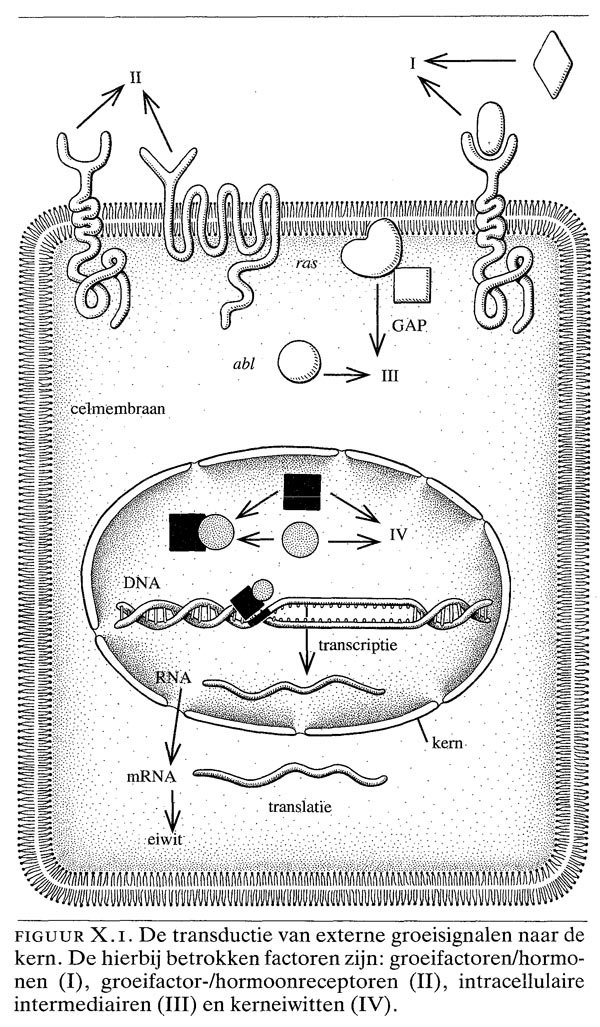 Cel en ziekte. X. Stoornissen in de signaaltransductie: dysregulatie ...