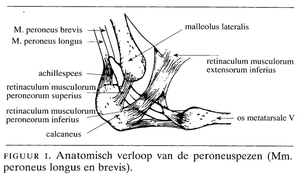 De recidiverende peroneuspees-luxatie | NTVG