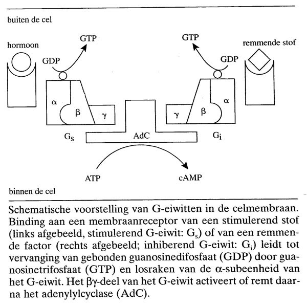 De Nobelprijs Geneeskunde 1994 voor de ontdekking van G-eiwit ...