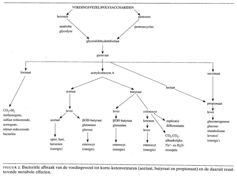 Voedingsvezels in sondevoeding: beloften en feiten | NTvG