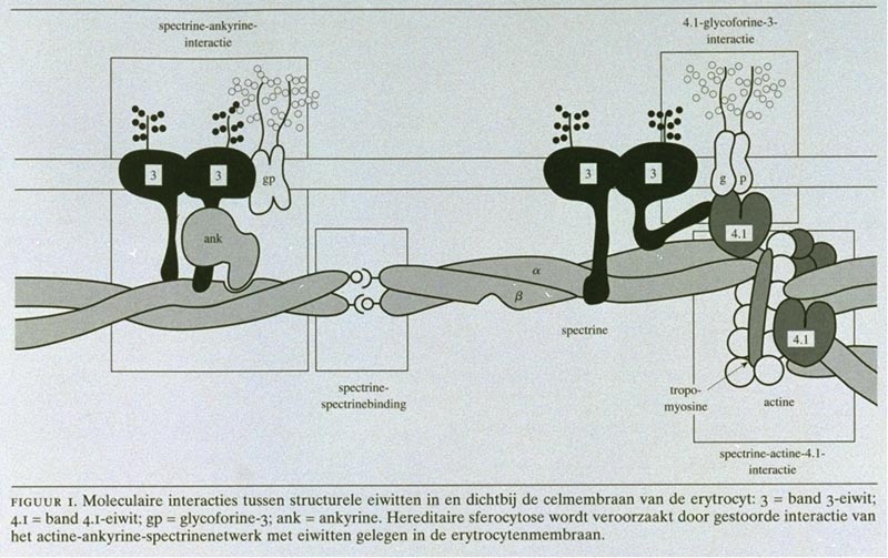 Bepaling van spectrine in erytrocyten: een belangrijk hulpmiddel bij de ...