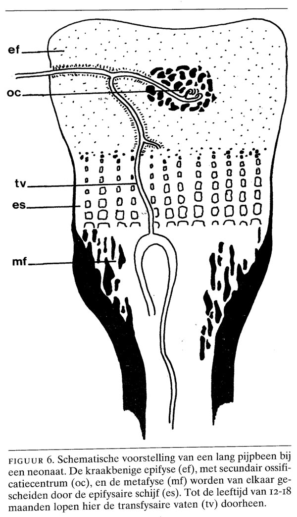 Neonatale osteomyelitis: een aparte categorie qua beeld en beloop ...
