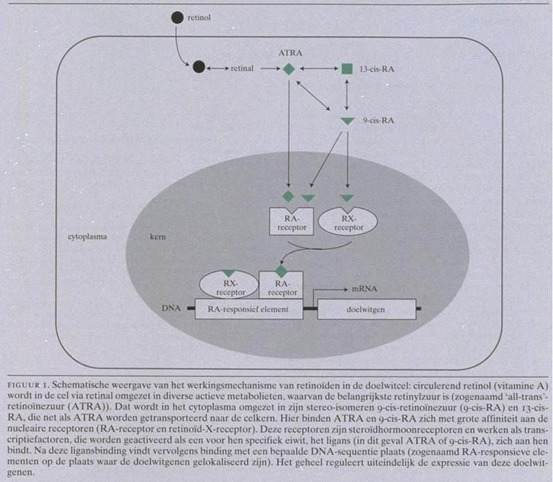 Retinoïden: toepassing bij de bestrijding van kanker | Nederlands ...