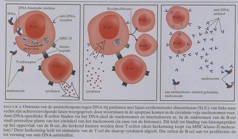 Immunologie in de medische praktijk. III. Lupus erythematodes disseminatus: gestoorde apoptose ...