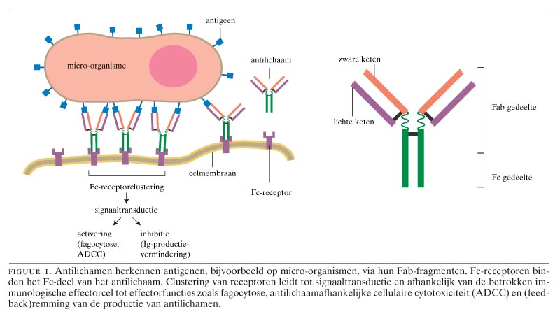 Immunologie in de medische praktijk. X. IgG-receptoren: structuur ...