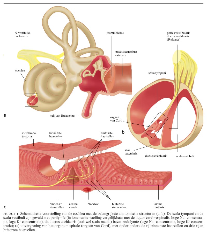 Anatomie Van De Cochlea Van Het Binnenoor