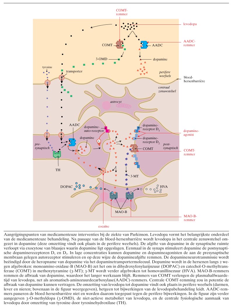 Farmacotherapie bij de ziekte van Parkinson | Nederlands Tijdschrift ...