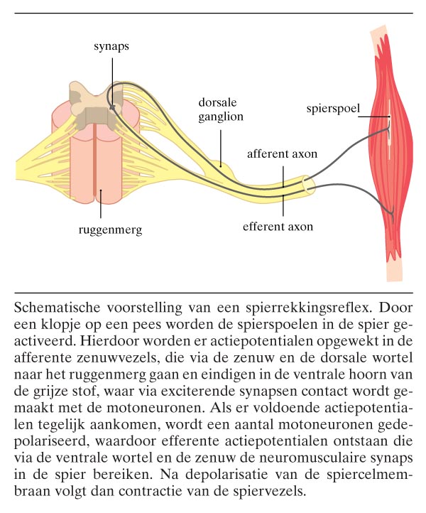 Fysische diagnostiek - de spierrekkingsreflexen | Nederlands ...