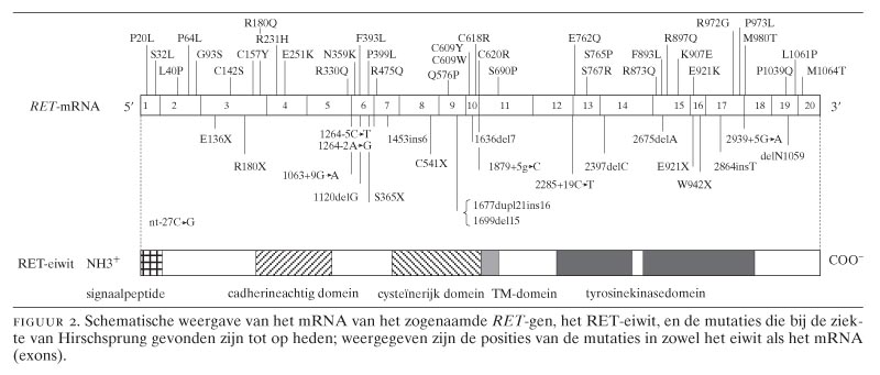Genen en genetica bij de ziekte van Hirschsprung | NTvG