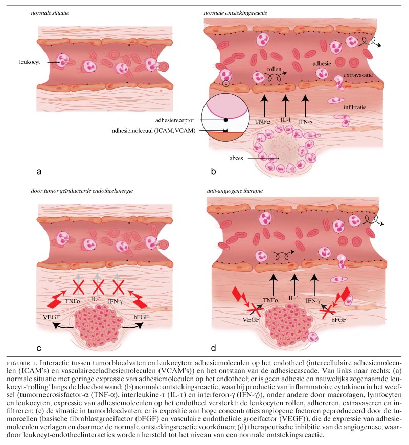 Angiogenese en de regulatie van de afweer tegen tumoren | NTVG