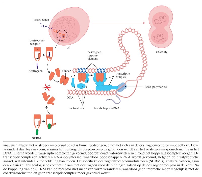 Selectieve oestrogeenreceptormodulatoren (SERM's) bij postmenopauzale ...