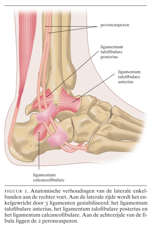 CBO-richtlijn voor diagnostiek en behandeling van het acute enkelletsel ...
