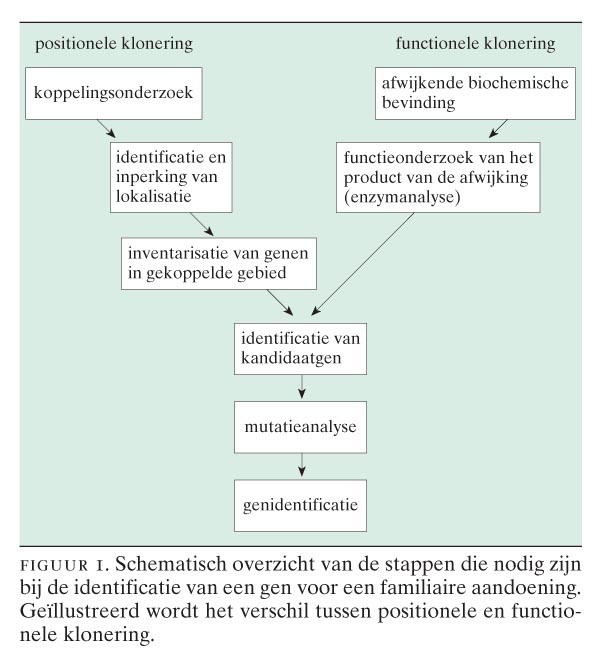 Identificatie van het gen voor het hyper-IgD-syndroom: een ...