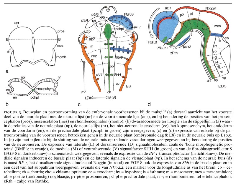 Ontwikkeling en ontwikkelingsstoornissen van het humane brein. I ...