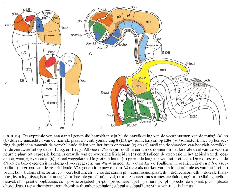 Ontwikkeling en ontwikkelingsstoornissen van het humane brein. I ...