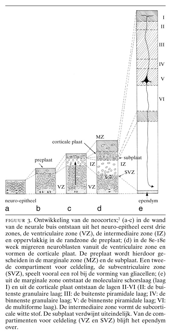 Ontwikkeling en ontwikkelingsstoornissen van het humane brein. II ...