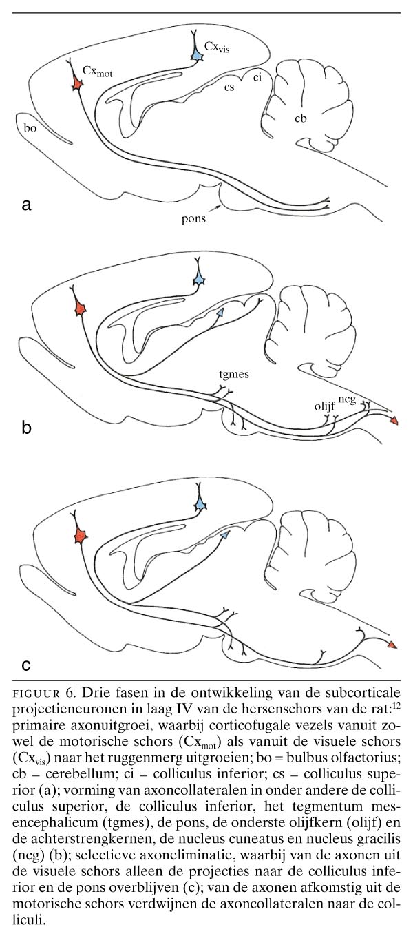 Ontwikkeling en ontwikkelingsstoornissen van het humane brein. II ...