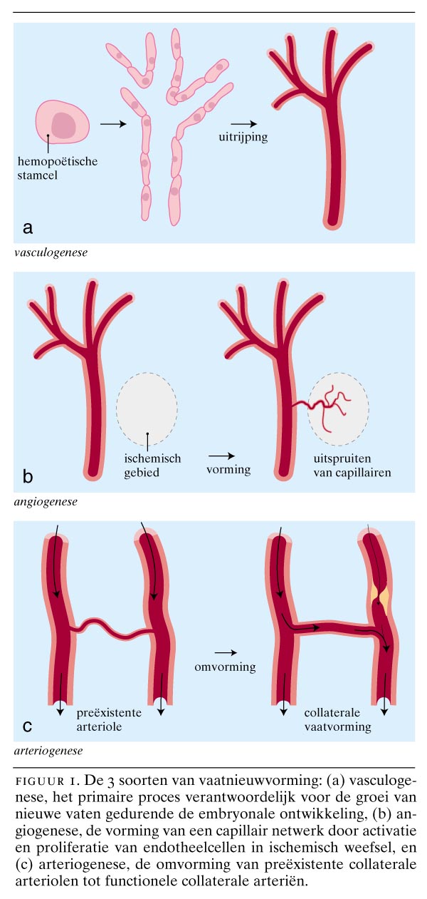 Angiogenese en arteriogenese; de lange weg van concept naar klinische ...