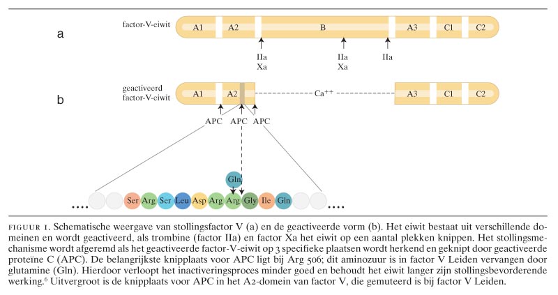 Van gen naar ziekte; risicofactoren voor veneuze trombose: factor V ...