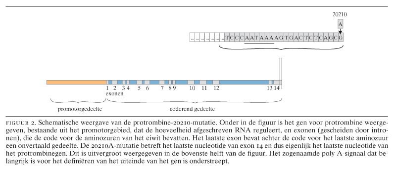 Van gen naar ziekte; risicofactoren voor veneuze trombose: factor V ...