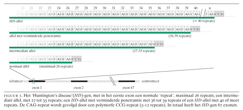 Van gen naar ziekte; het HD-gen en de ziekte van Huntington ...