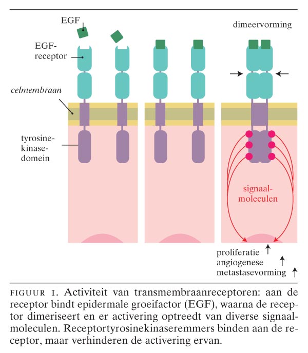 Chemotherapie in ontwikkeling; specifiek aangrijpende cytostatica en ...